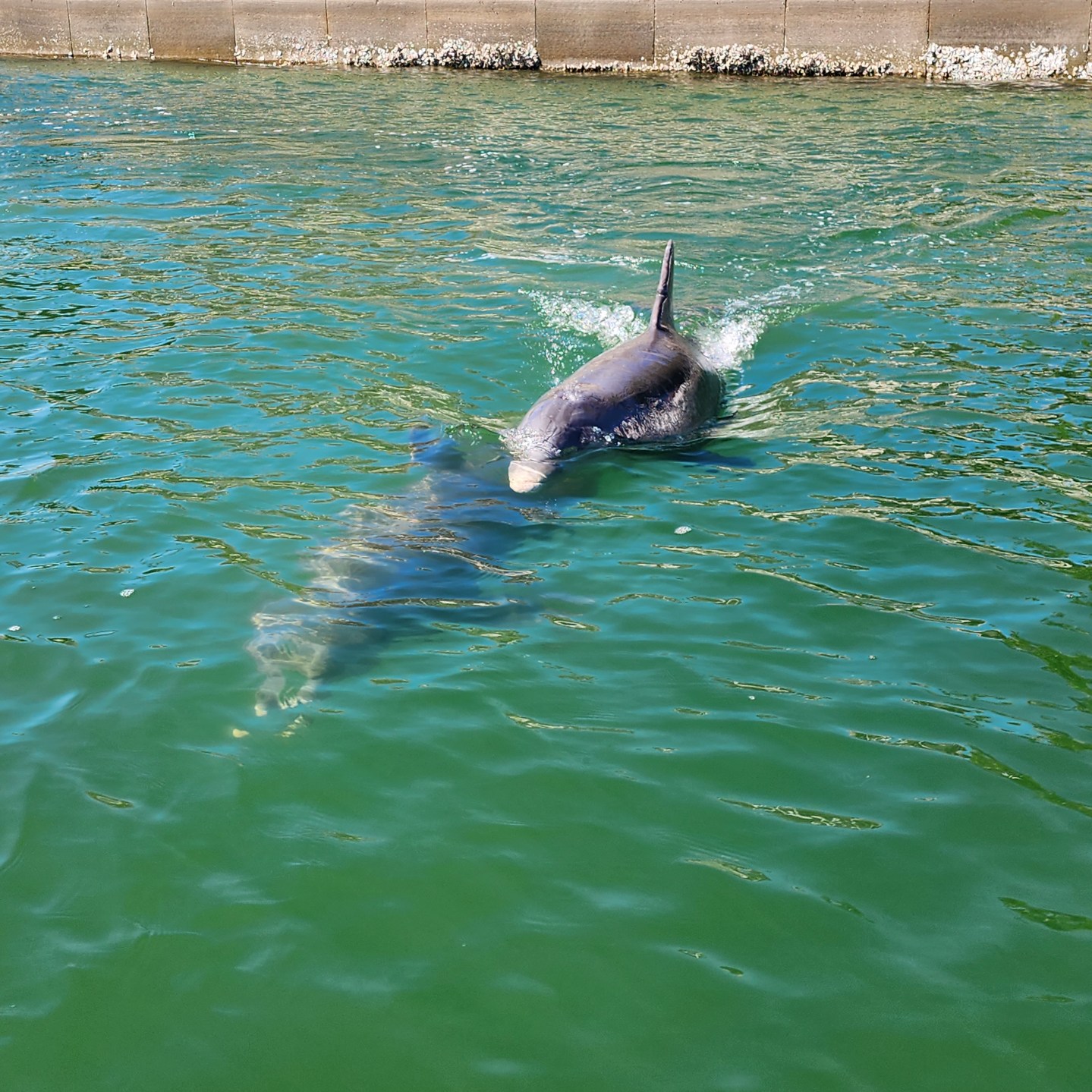 His Creatures – INSPIRASUNS